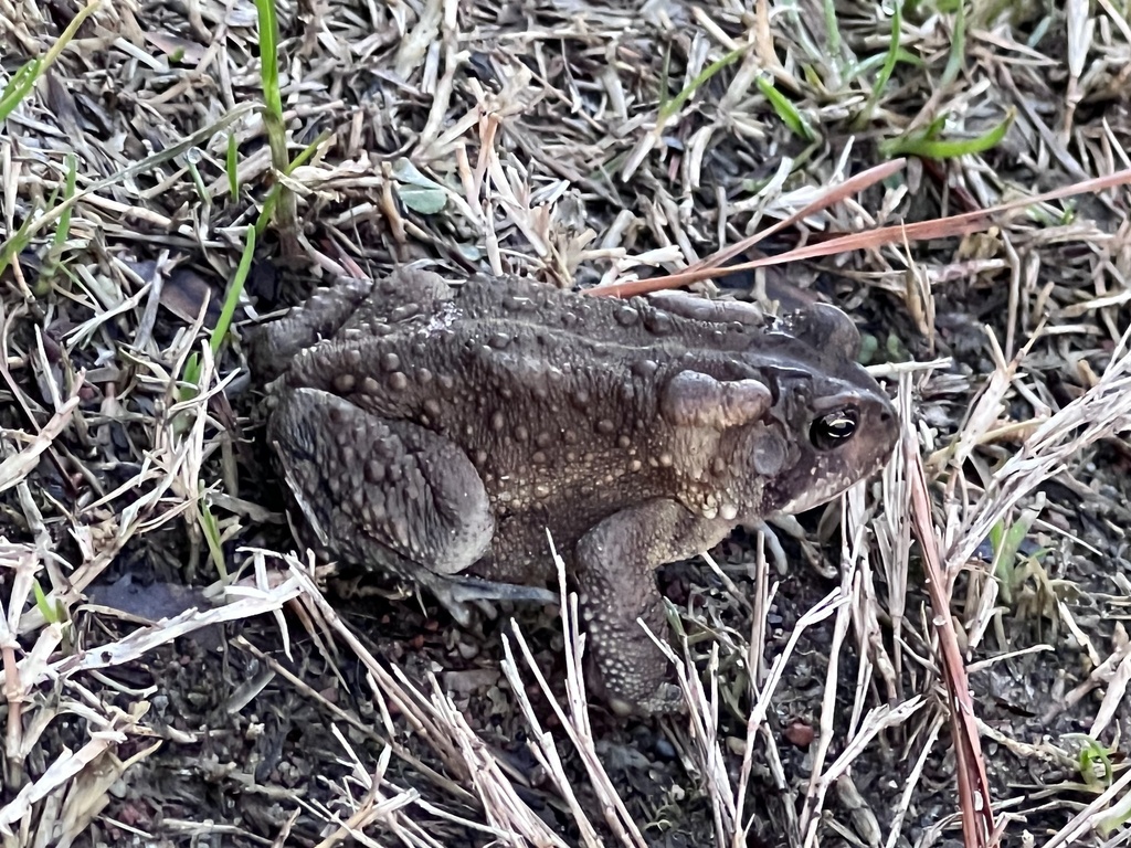 American Toad from Timber Meadow Lake Dr, Fuquay-Varina, NC, US on ...