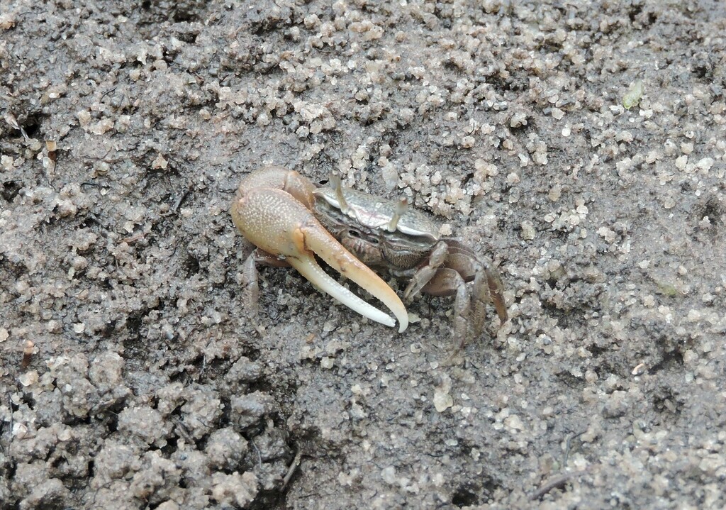 American Broad-front Fiddler Crabs from Vitoria, BR-ES, BR on May 10 ...