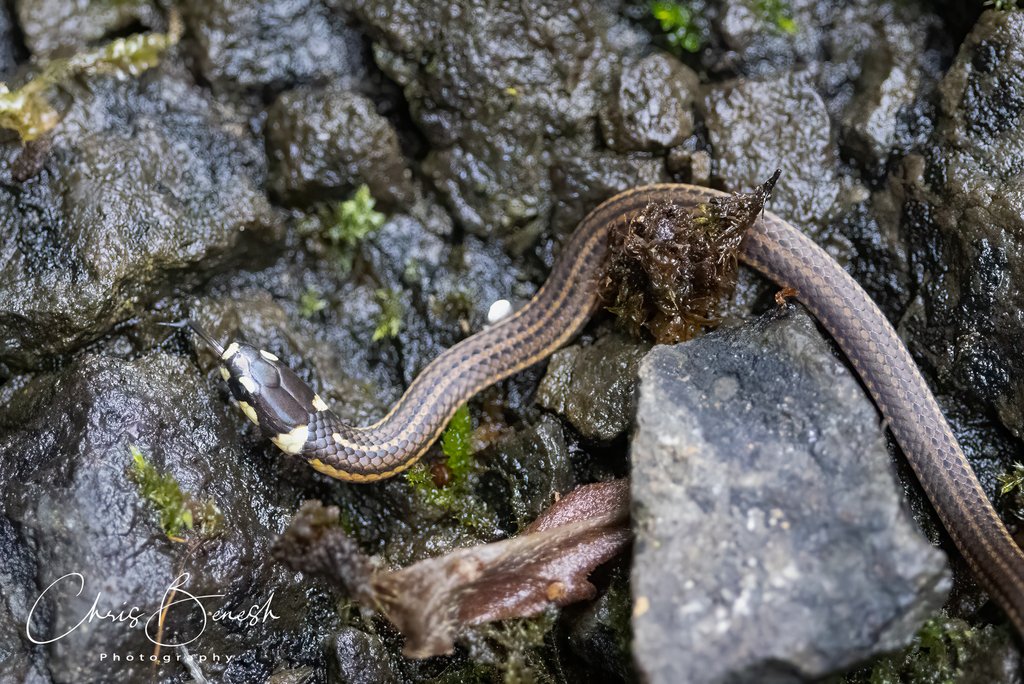 Centipede Snakes from San Carlos, Panama on January 2, 2023 at 01:02 PM ...