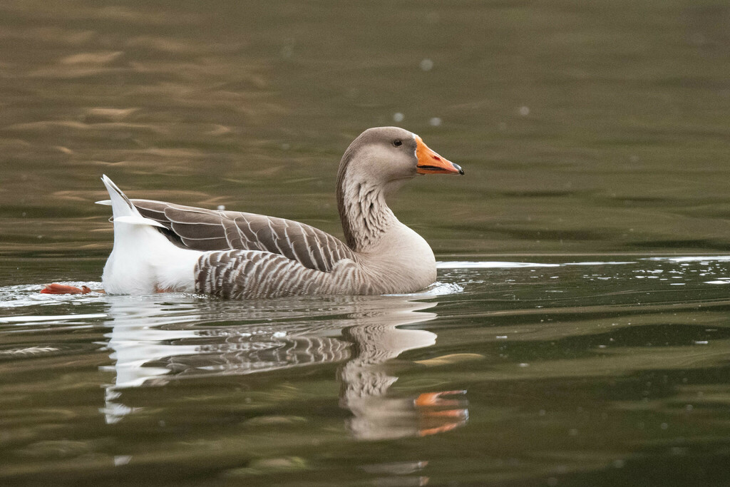 Grey Geese from Woodland Drives, Tallahassee, FL 32301, USA on January ...
