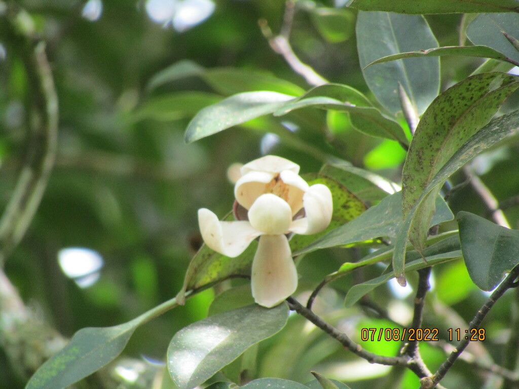 magnolias from Corquiín, Honduras on July 8, 2022 at 11:28 AM by ...