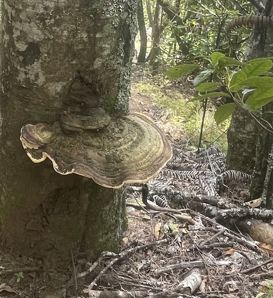 Artist's Brackets, Reishi, and Allies from Mokoroa Bush Reserve ...
