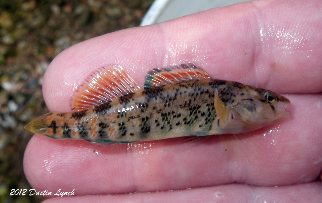 Plateau Darter from Buffalo Creek at Hwy 43 - Unit 6 (run), McDonald Co ...