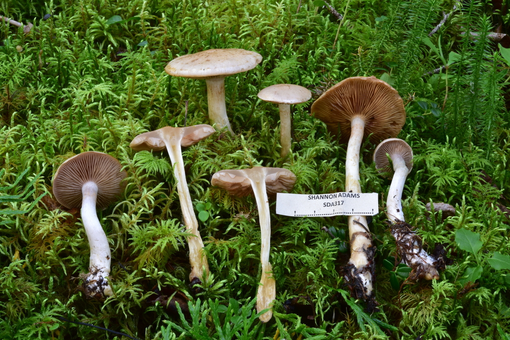 Cortinarius tabularis from Resurrection pass trail, Cooper Landing side ...