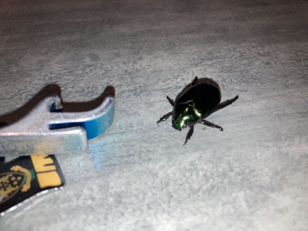 Repsimus aeneus from Habitat Noosa, Como, QLD, AU on December 24, 2022 ...