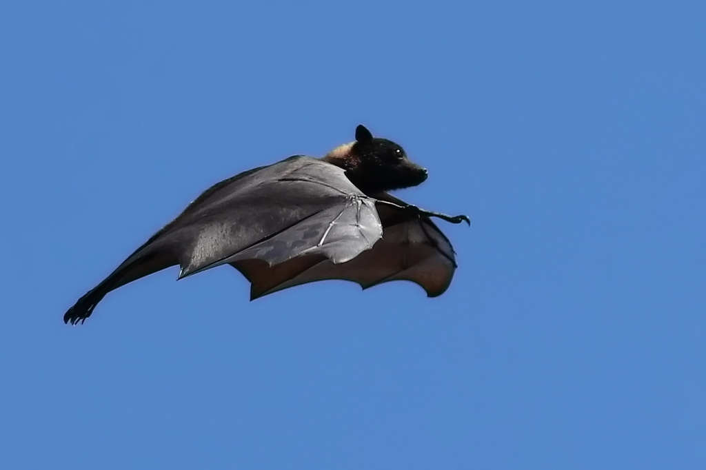 Black Flying Fox from Brisbane QLD, Australia on January 3, 2023 at 03: ...