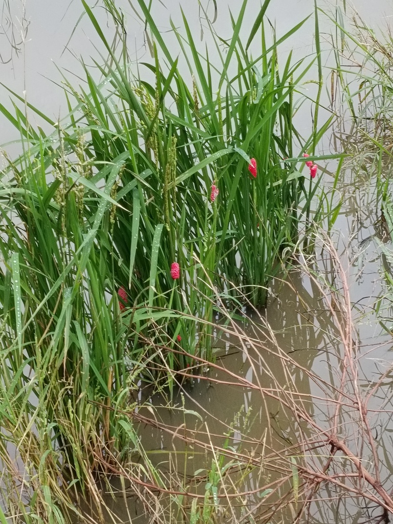 Channeled Apple Snail from 台灣宜蘭縣 on November 09, 2022 at 08:26 AM by ...