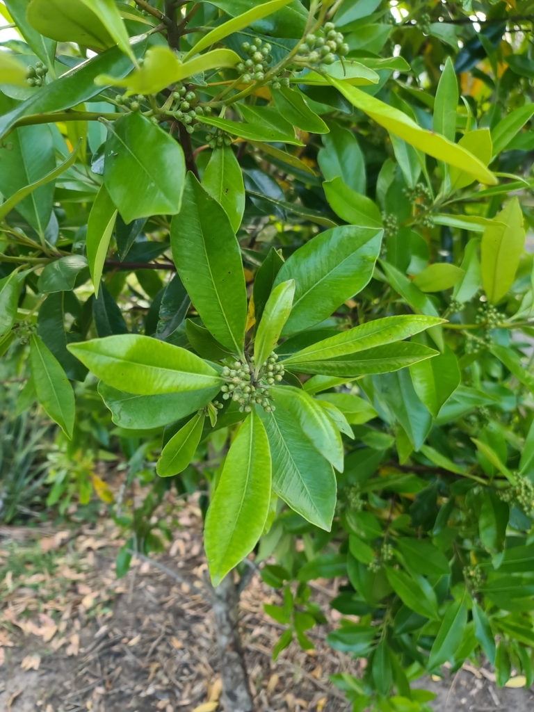 common boobialla from Boronia VIC 3155, Australia on January 3, 2023 at ...