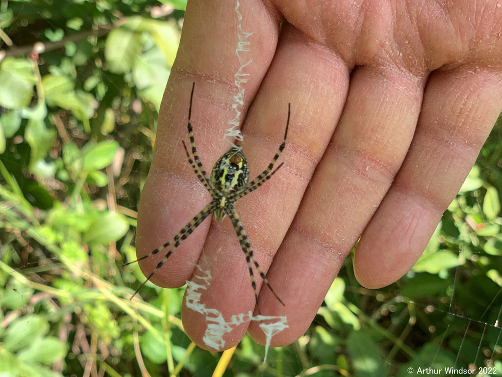 Banded Garden Spider from Bethesda Service Center, Boynton Beach, FL ...