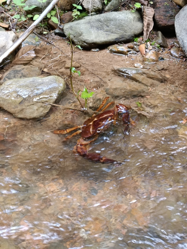 Neotropical Freshwater Crabs from 20470, Perú on January 2, 2023 at 01: ...