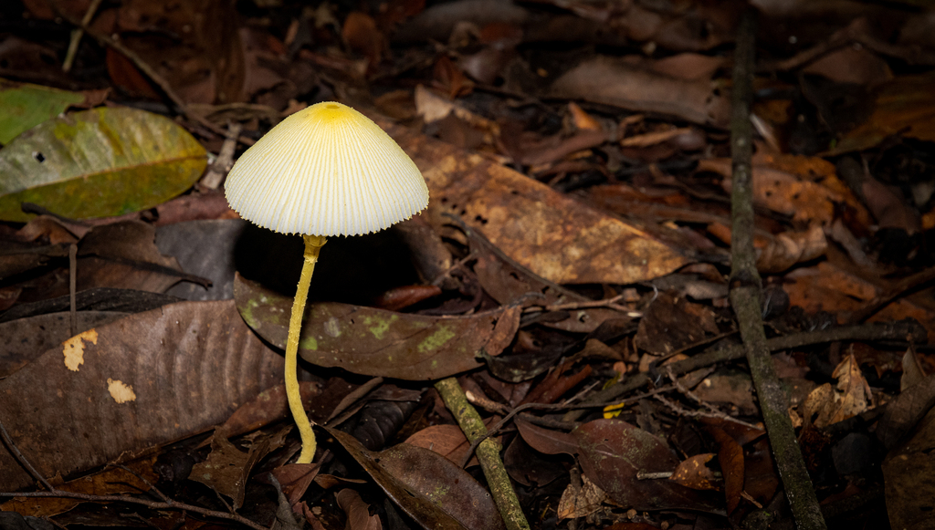 Fragile Dapperling from Santo Antônio do Içá - State of Amazonas, 69680 ...
