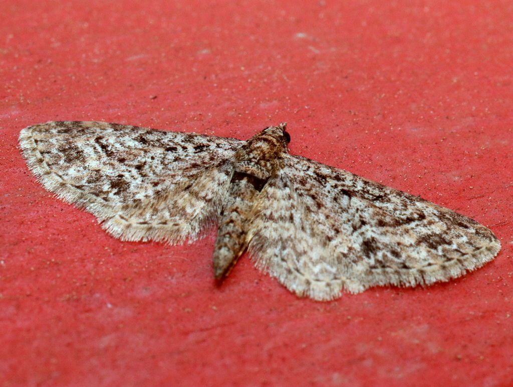 Pug Moths from Cautín, Araucanía, Chile on December 25, 2022 at 10:06 ...