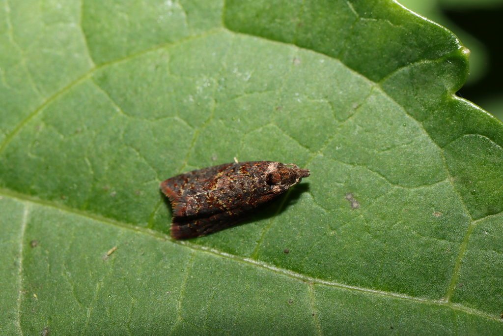 Butterflies and Moths from Cautín, Araucanía, Chile on December 26 ...