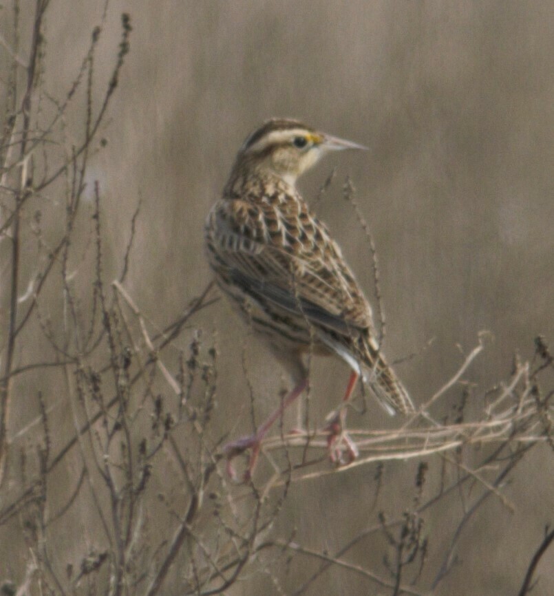Eastern Meadowlark from Harris County, TX, USA on December 26, 2022 at ...