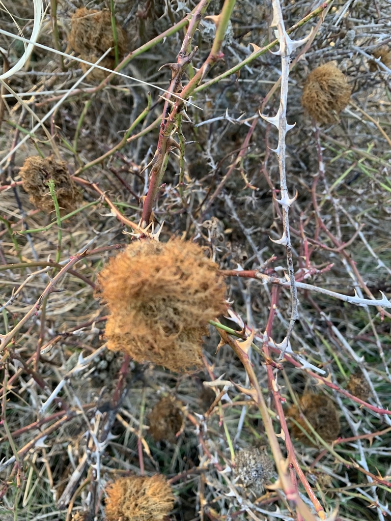 Mossy Rose Gall Wasp from Fort Casey Historical State Park, Coupeville ...