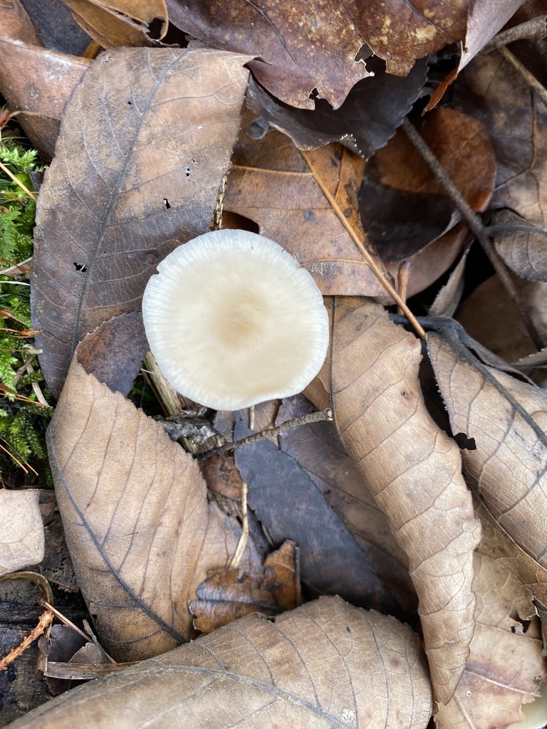 Funnels from Old State Rd 46, Nashville, IN, US on January 3, 2023 at ...