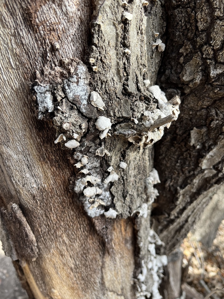 Stereum from Travis Northwest, Lago Vista, TX, US on January 03, 2023 ...