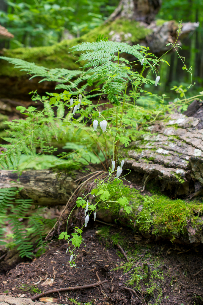 climbing fumitory in August 2014 by blue543 · iNaturalist
