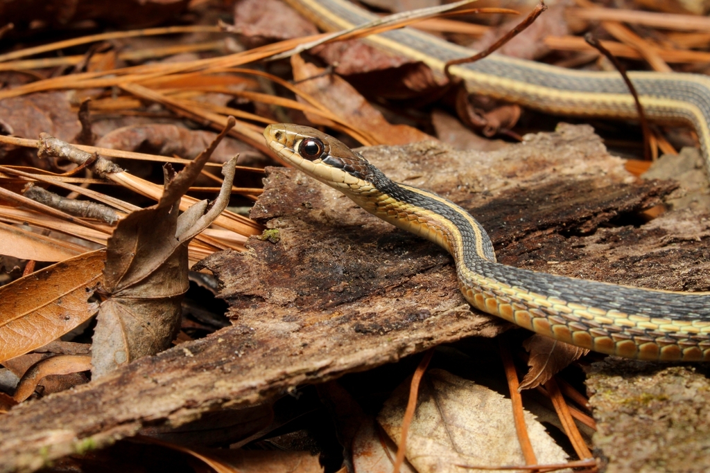 Eastern Ribbon Snake in January 2023 by Martina N · iNaturalist