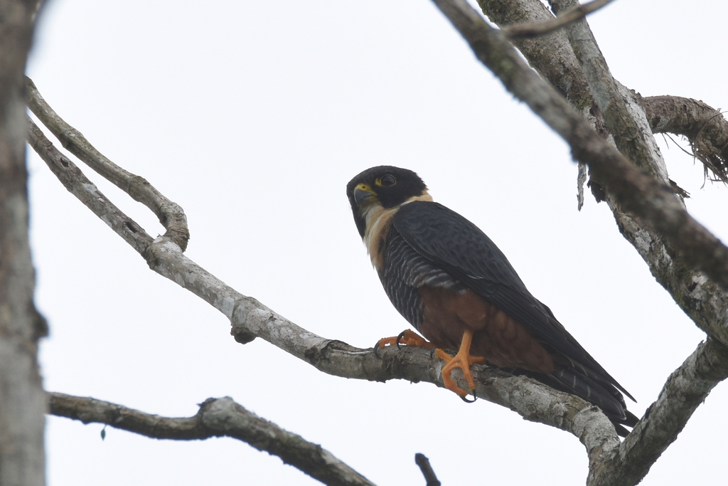 Bat Falcon from Alajuela Province, Los Chiles, Costa Rica on December 8 ...