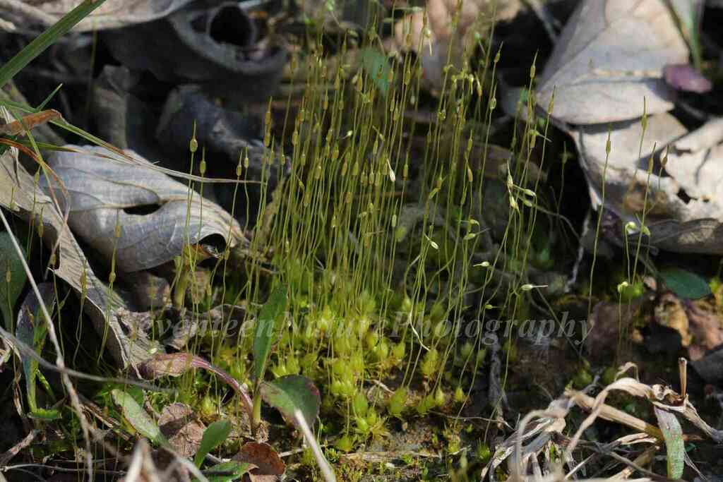 Bonfire moss from 中国江苏省南京市江宁区 on February 19, 2021 at 02:27 PM by 石柒 ...