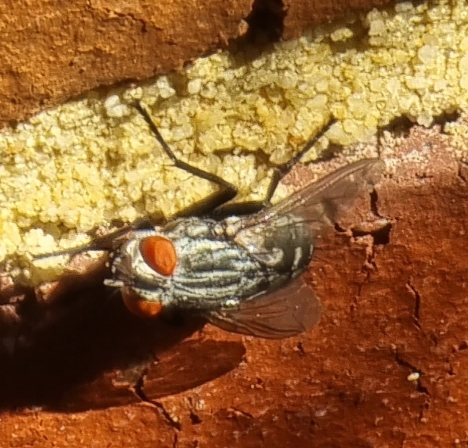 Bot Flies, Blow Flies, and Allies from Henley Brook WA 6055, Austrálie ...