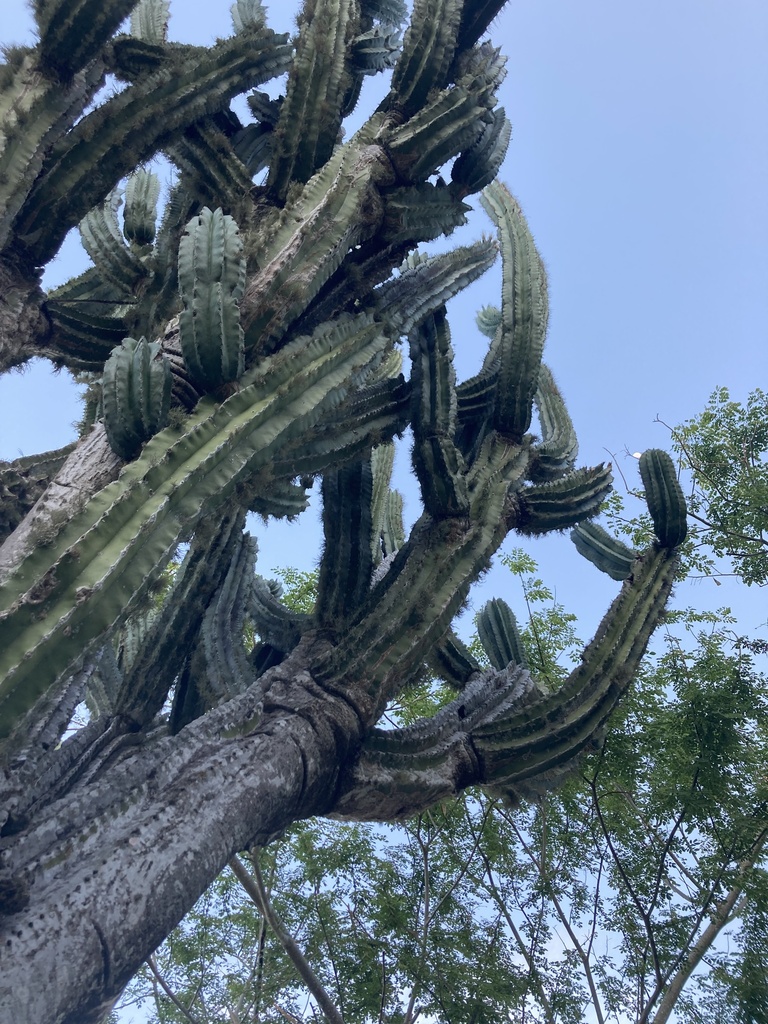 Indian Comb from San Blas, MX-NA, MX on December 30, 2022 at 05:06 PM ...