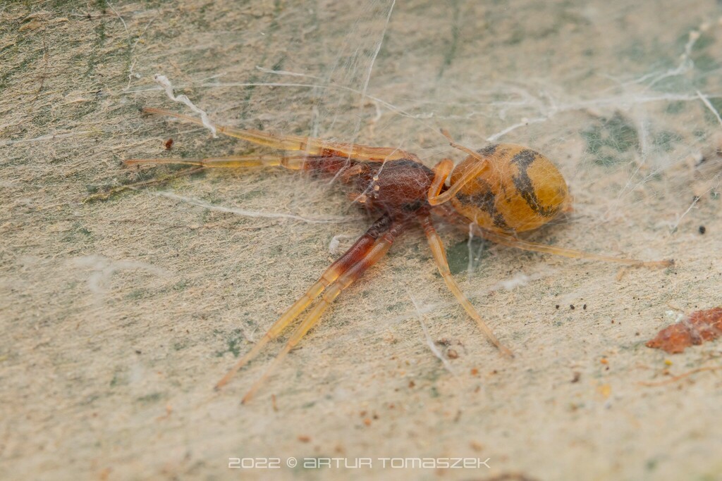 liocranid spiders in December 2022 by Artur Tomaszek · iNaturalist