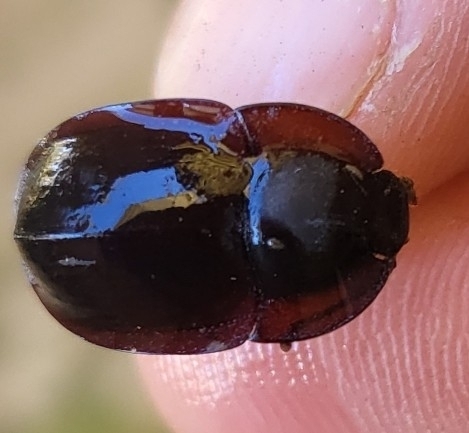 Celibe from Athelstone SA 5076, Australia on January 02, 2023 at 09:41 ...