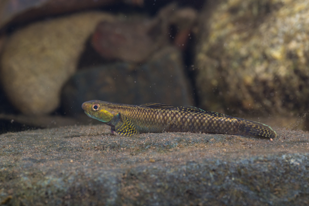 Palauan Riffle Goby in January 2015 by Nathan Litjens. A male Black ...