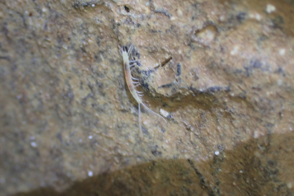 Symphylans from Mangaotaki, New Zealand on April 19, 2022 at 03:21 PM ...