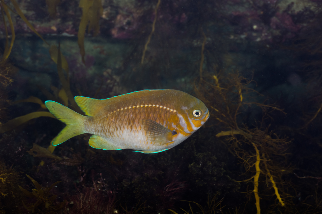 Scalyfin from Mornington P'sula - South, Victoria, Australia on ...