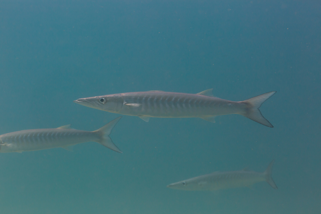 Barracudas from Kempsey, New South Wales, Australia on April 7, 2019 at ...