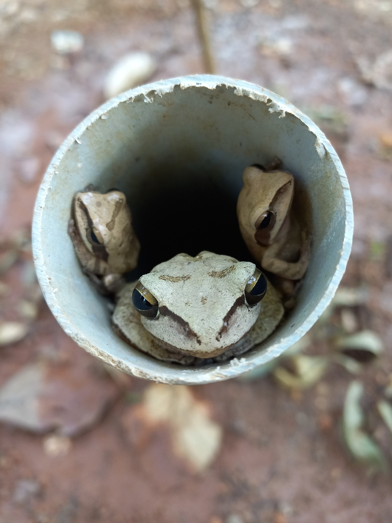 Chunam Tree Frog from opposite to shambukanagara, Gauribidanur ...