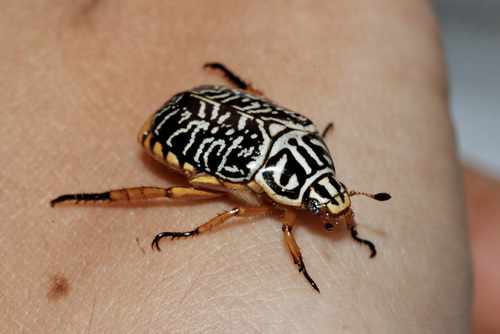 Callistethus tigrinus · iNaturalist