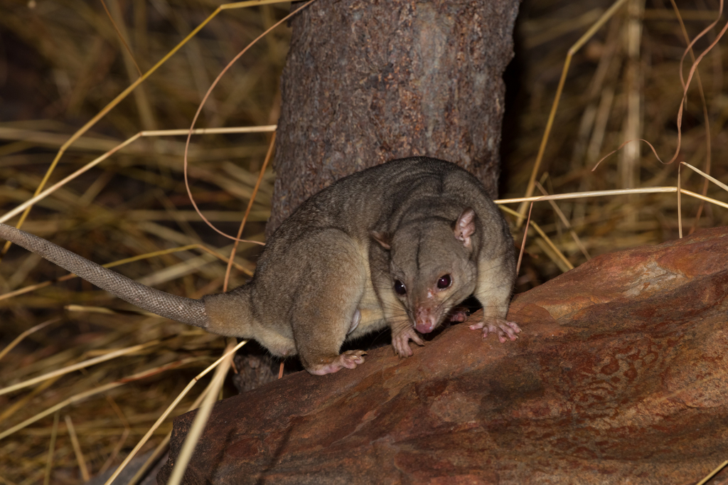 Scaly-tailed Possum in August 2015 by Nathan Litjens. A scaly tailed ...