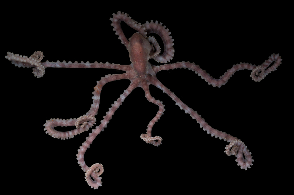 Banded Stringarm Octopus from Palmerston, Northern Territory, Australia ...
