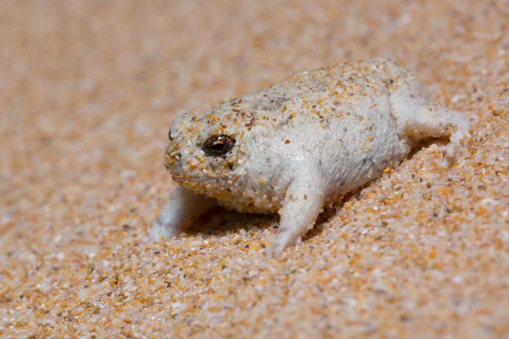 Northern Sandhill Frog from Shark Bay, Western Australia, Australia on ...
