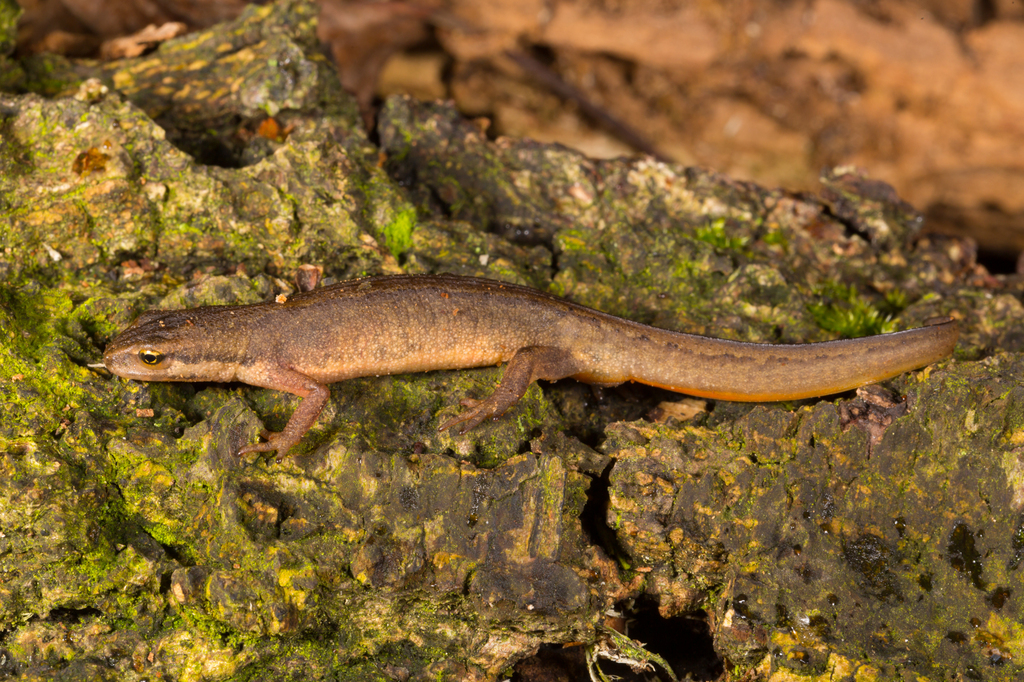 Smooth Newt from Chemnitz, Sachsen, Germany on March 22, 2016 at 10:38 ...