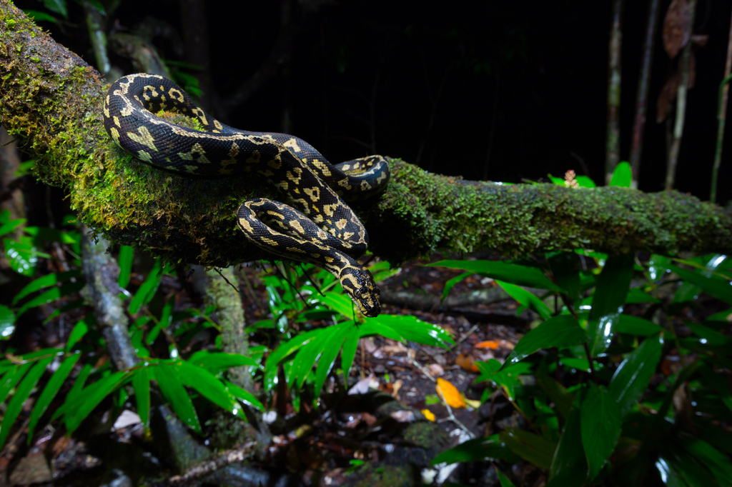 Jungle Carpet Python from Mount Hypipamee, Atherton, Queensland ...