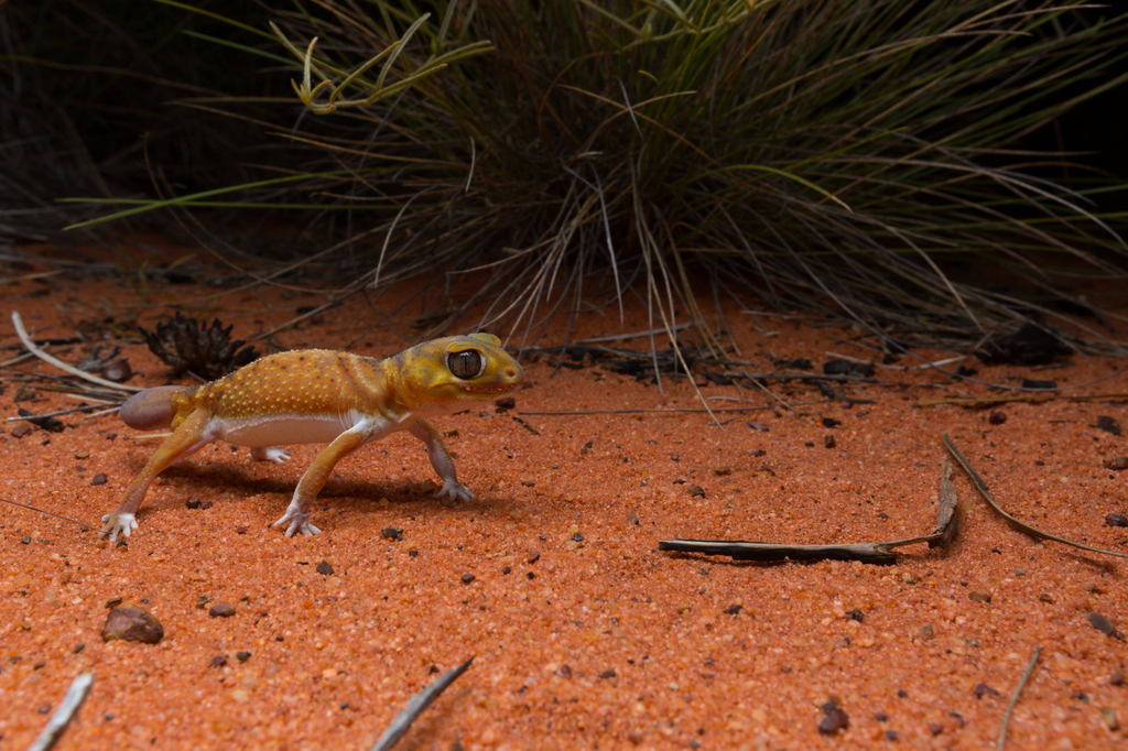 Common Knob-tailed Gecko from Shark Bay, Western Australia, Australia ...