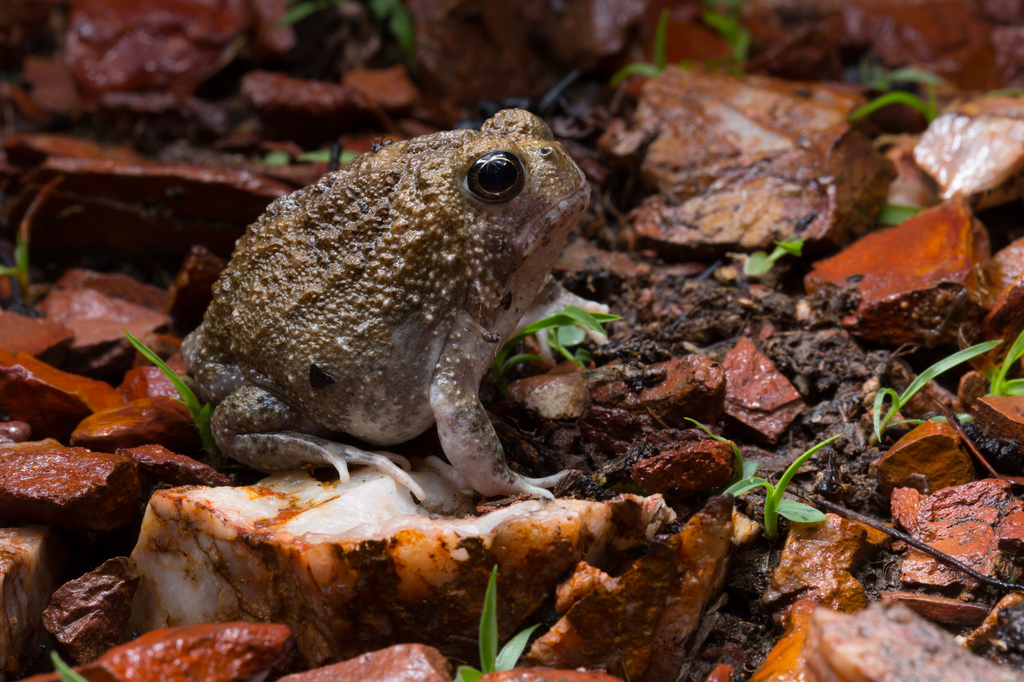 Northern Spadefoot Toad from South Alligator, Northern Territory ...