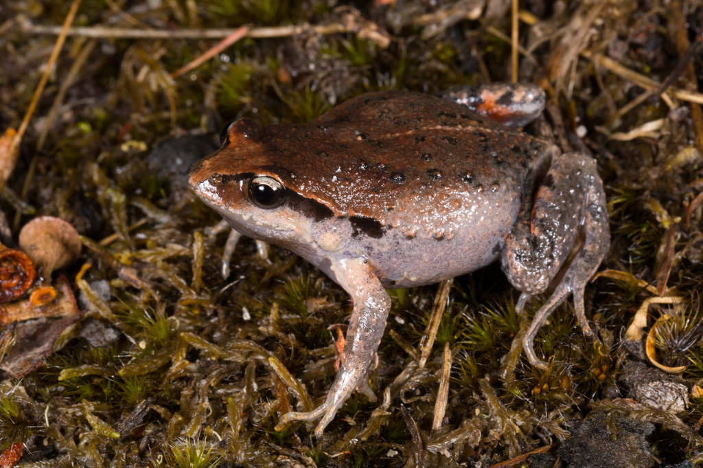 Haswell's Froglet from Mornington P'sula - South, Victoria, Australia ...