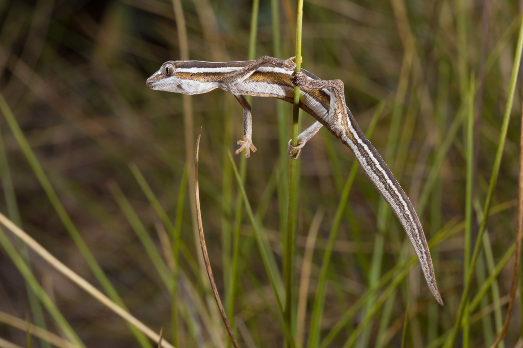 Southern Phasmid Gecko from Exmouth, Western Australia, Australia on ...