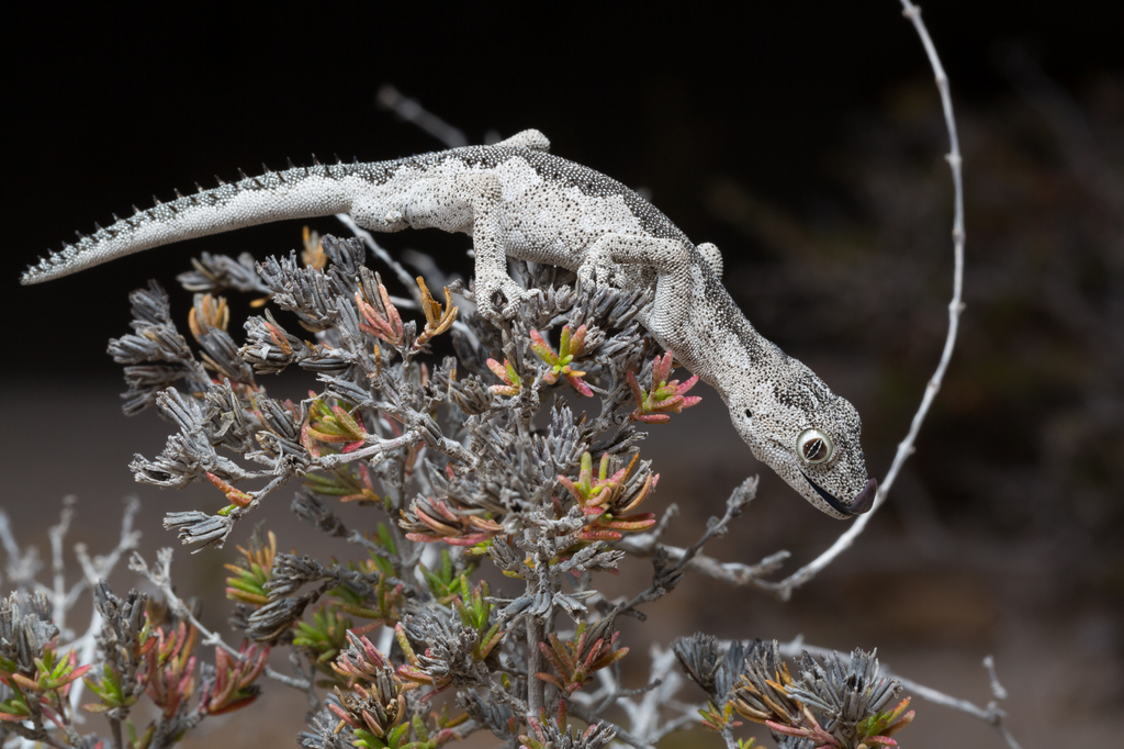 Soft Spiny-tailed Gecko from Carrarang WA 6532, Australia on October 16 ...