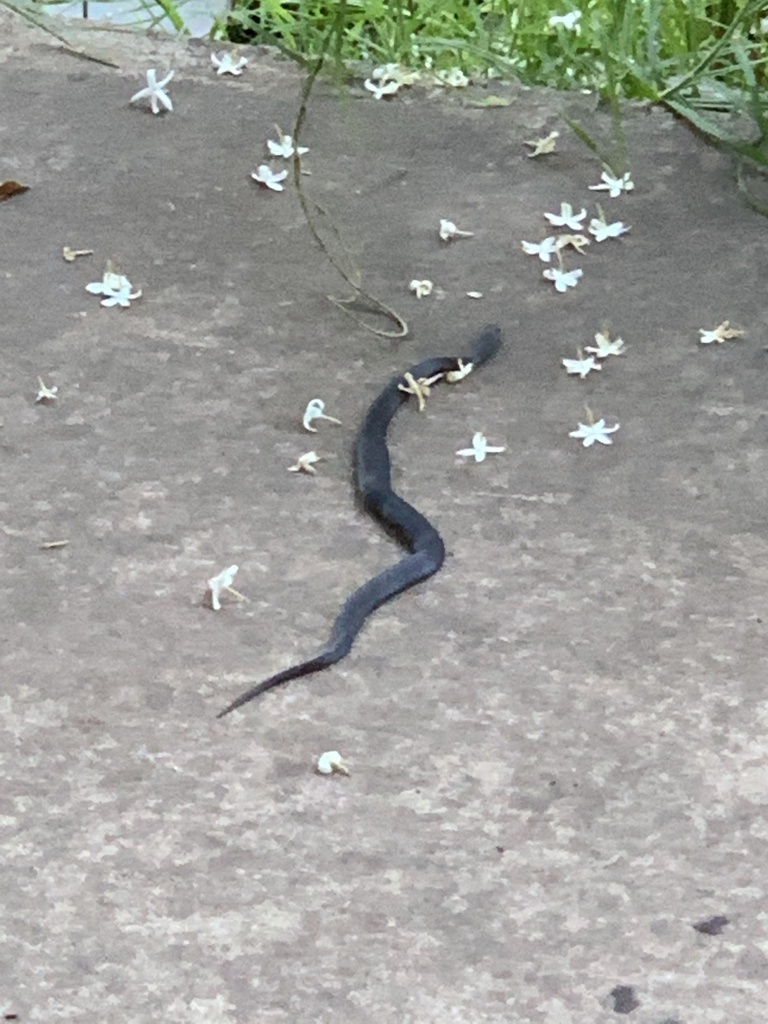 Pygmy Copperhead from Collins Rd, Ashton, SA, AU on January 9, 2022 at ...