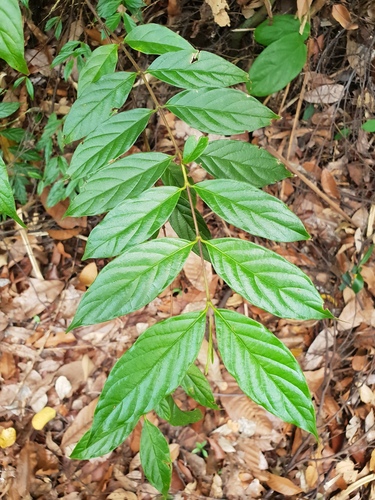 Genus Norrisia · iNaturalist