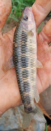 Leporinus microphthalmus · iNaturalist United Kingdom