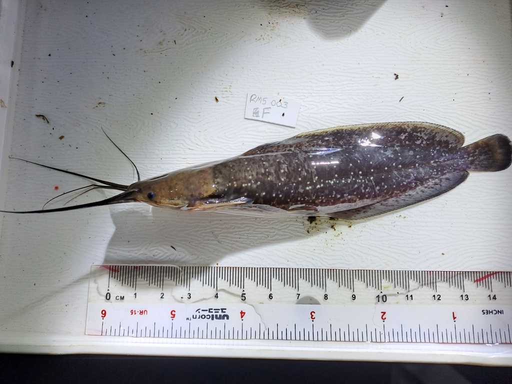 Broadhead Catfish in January 2023 by AZAMUDDEEN NASIR · iNaturalist