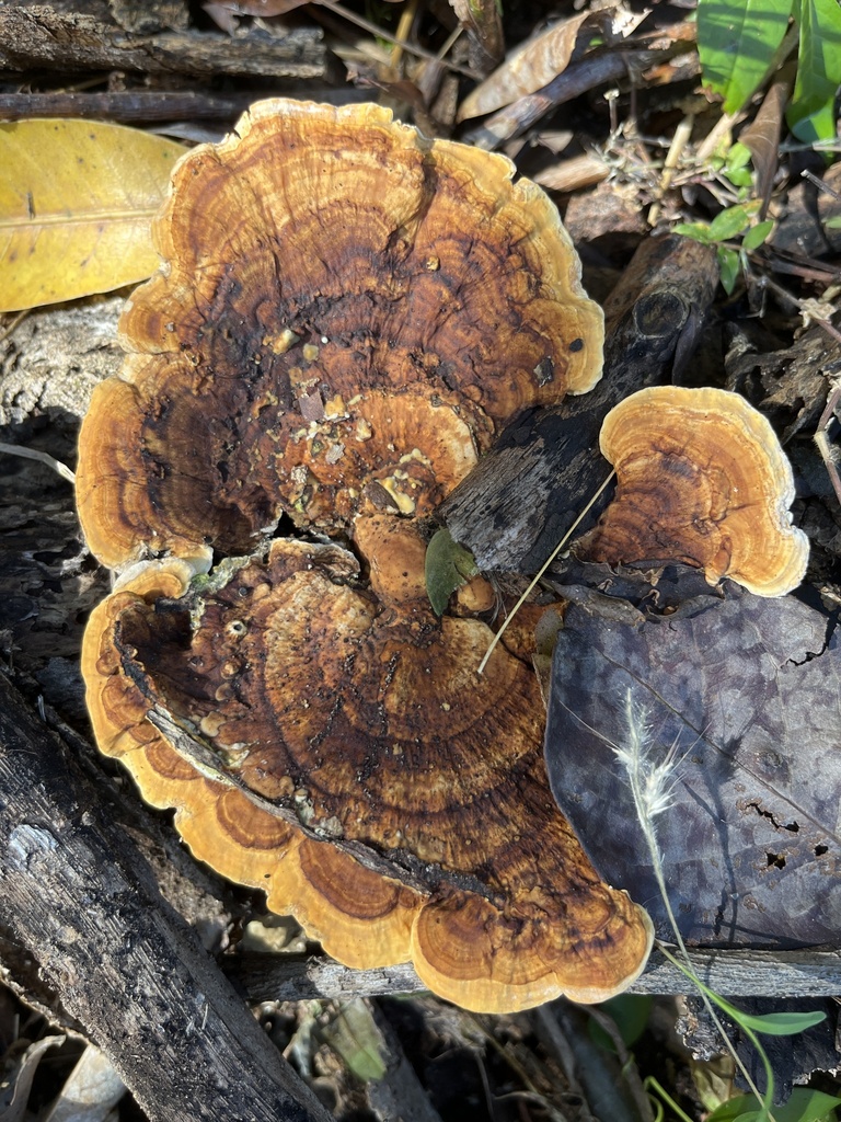 Trametes from Cocle, PA on January 4, 2023 at 11:09 AM by Henry Twohy ...